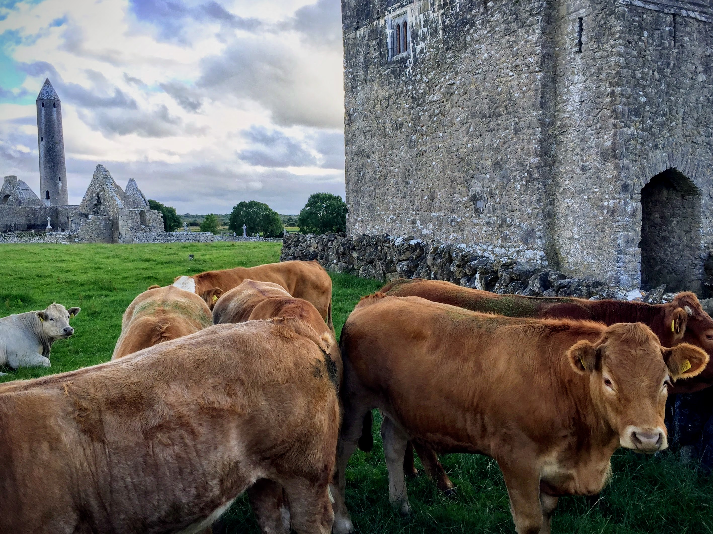 Aidan Connolly: “It is time for digital disruption in Irish beef ...